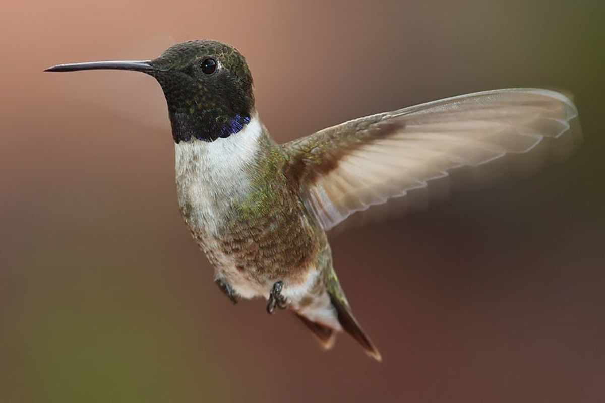 15 Different Species or Types Of Hummingbirds - HubPages