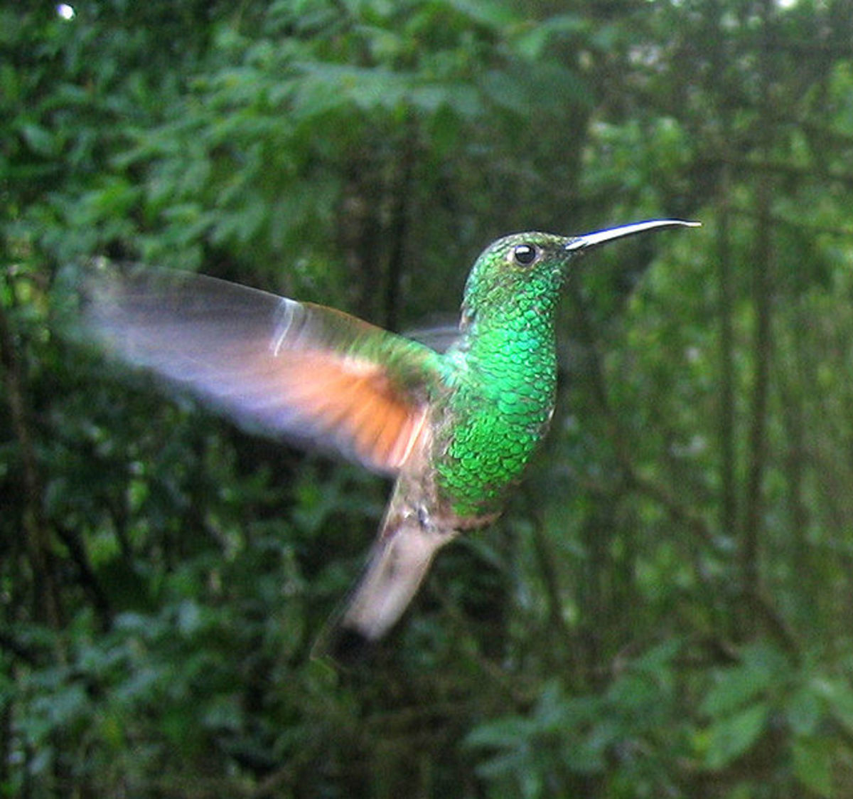 15 Different Species or Types Of Hummingbirds - HubPages