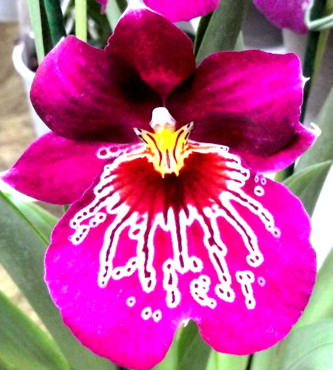 Moth Orchid Color Varieties - HubPages