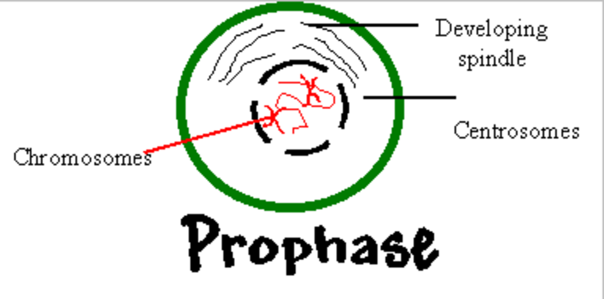 The Cell Cycle Summary - HubPages