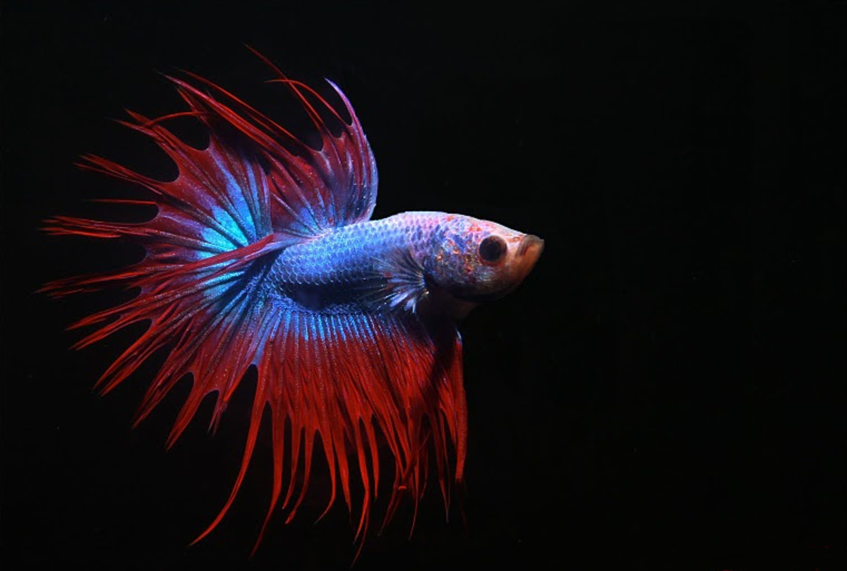 Betta fish, breeding and raising fry - HubPages