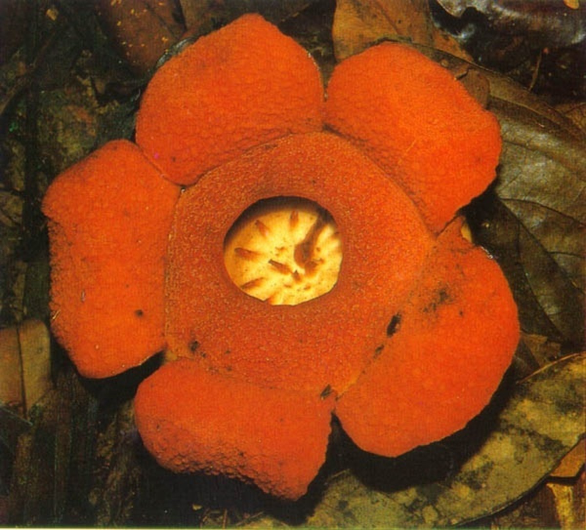 Different species of Rafflesia-Part II - HubPages