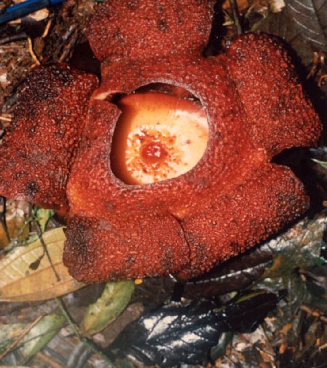 Different species of Rafflesia-Part II - HubPages