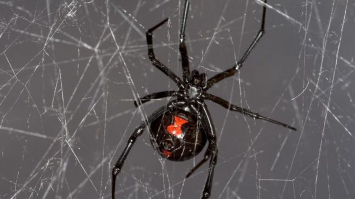 Latrodectus, The Black Widow Spider - HubPages