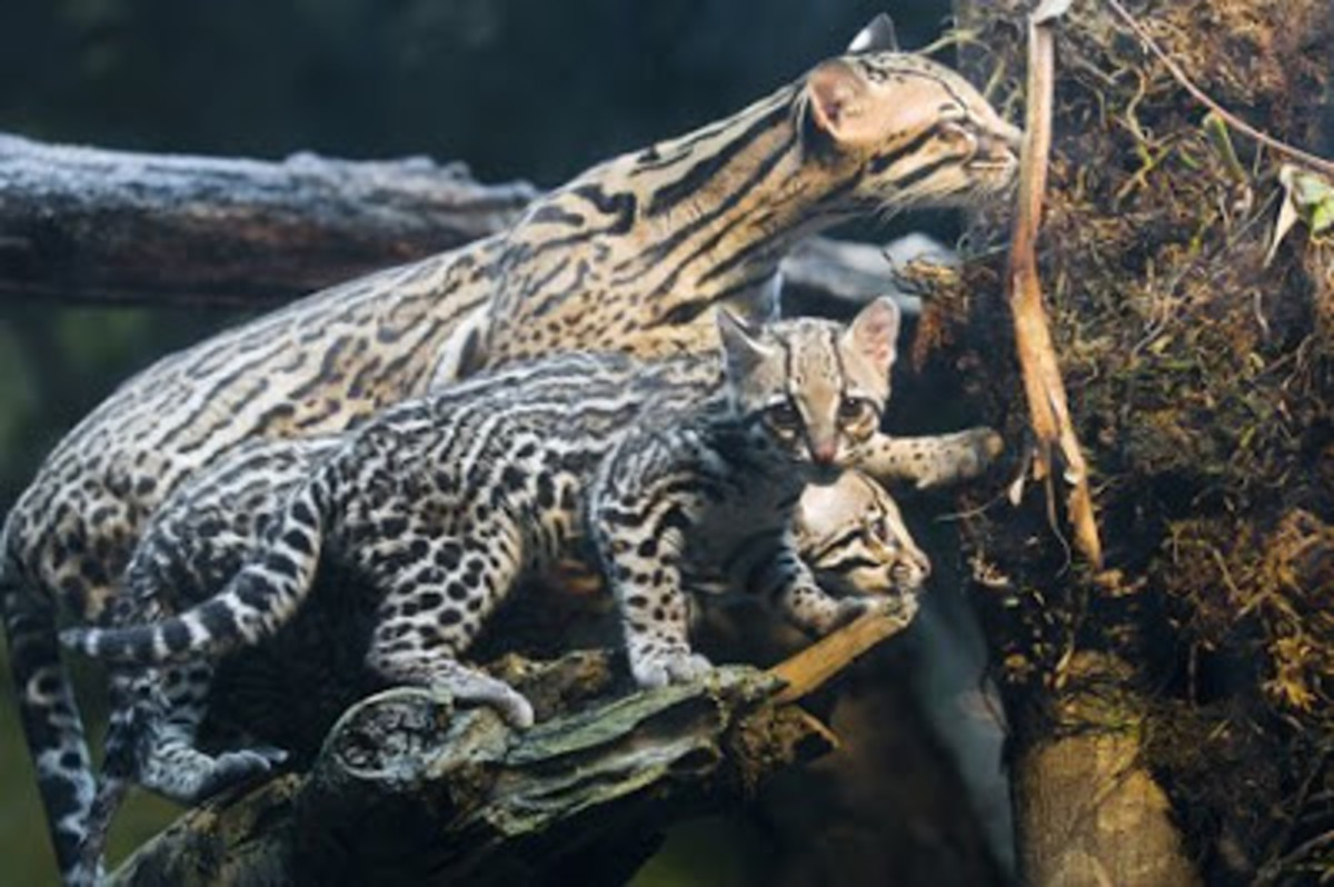 The Ocelot - Leopardus pardalis, or Dwarf Leopard - HubPages