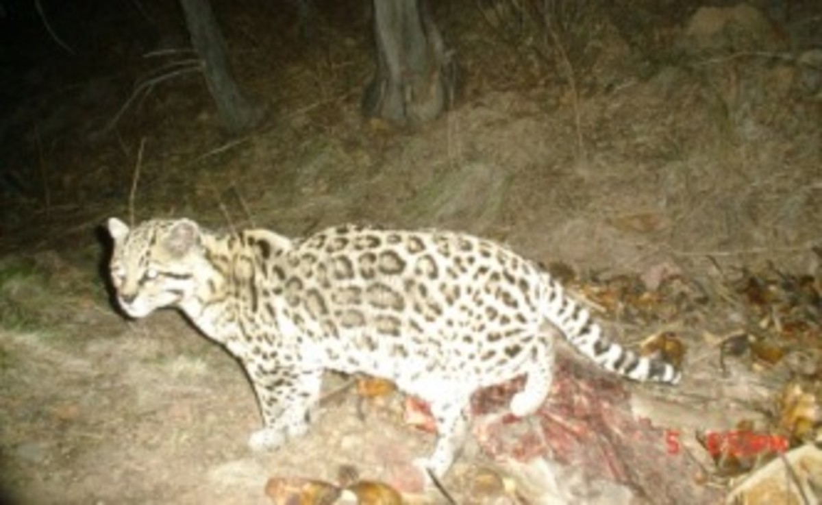 Do Ocelots Eat Humans