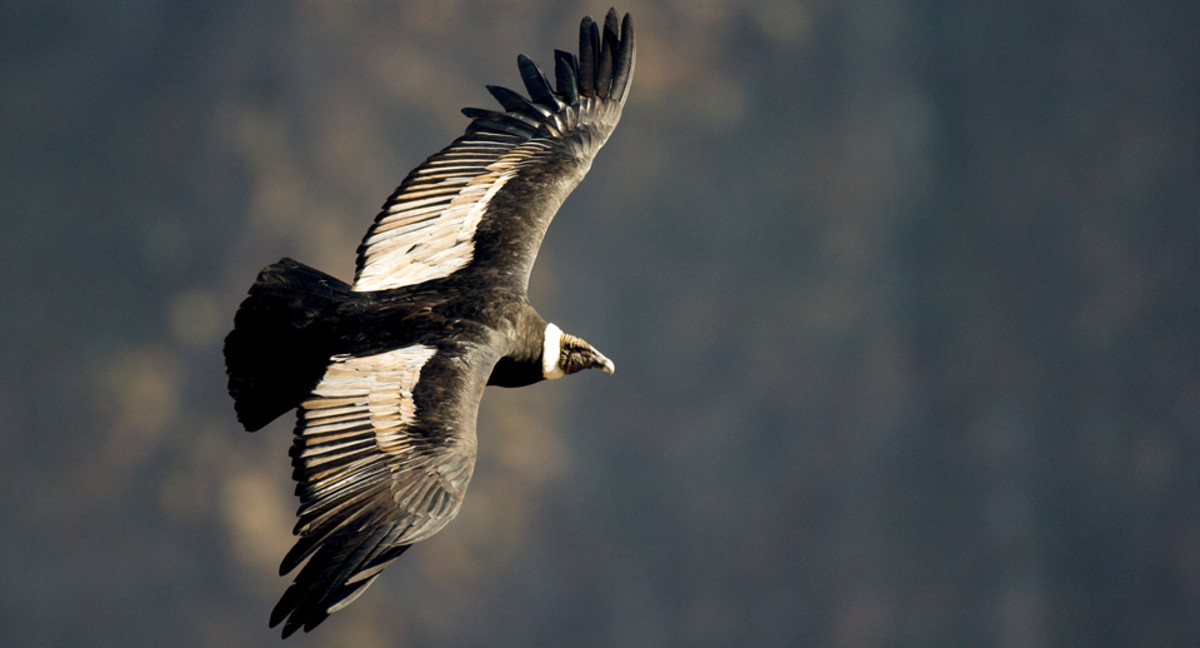 10 Largest Raptor Birds - HubPages