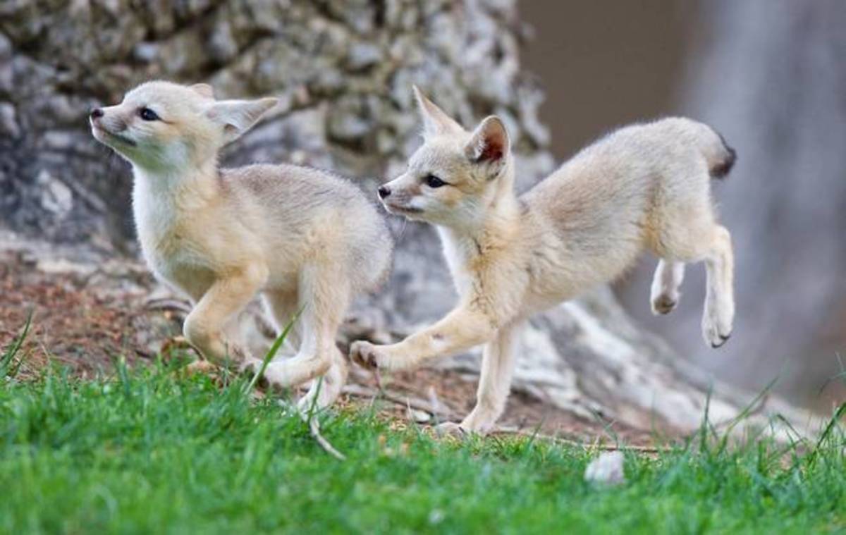 7 Most Beautiful Foxes - HubPages