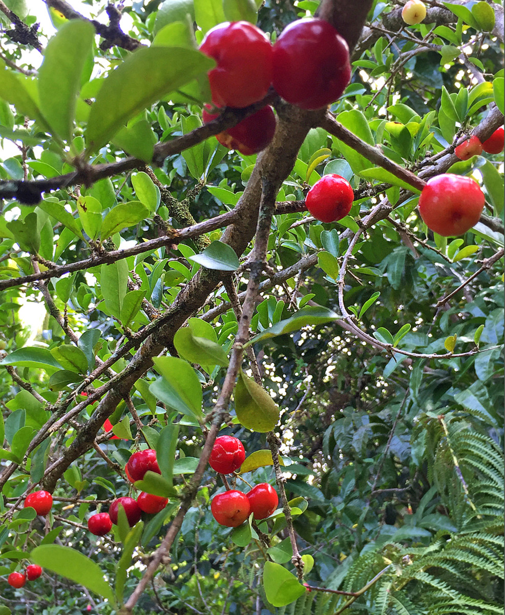 Tropical Taste of Hawaii: The Awesome Acerola Cherry - HubPages