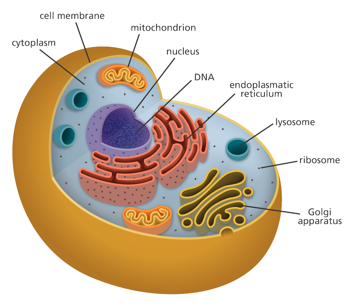 The Cell Theory Structure HubPages