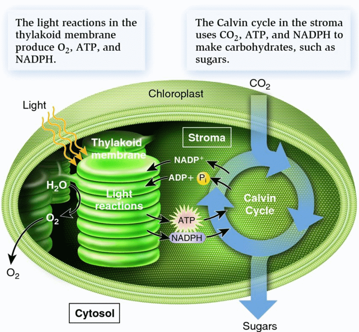 Ank ndigung Ernest Shackleton Besiegt Overall Process Of Photosynthesis