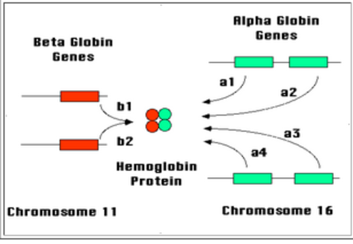 Thalassemia: A Genetic Disorder - HubPages