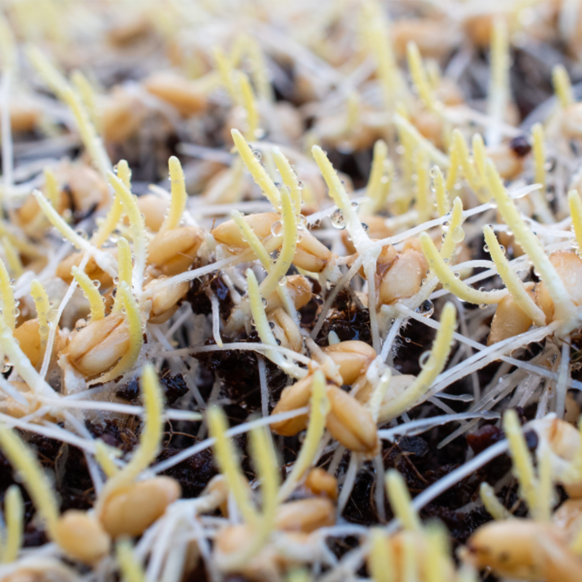How To Grow Wheatgrass at Home (With Recipes) - HubPages
