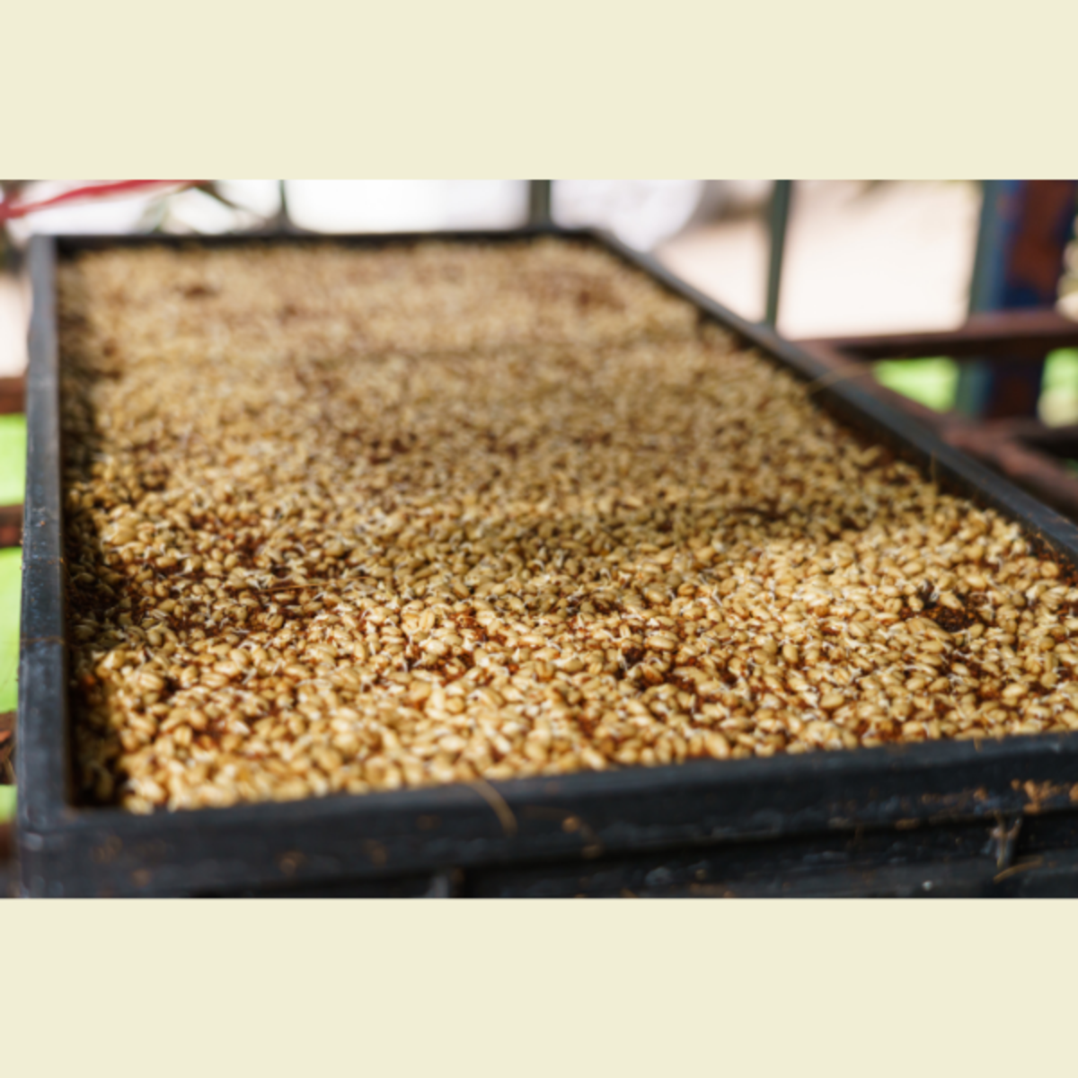 How To Grow Wheatgrass at Home (With Recipes) - HubPages