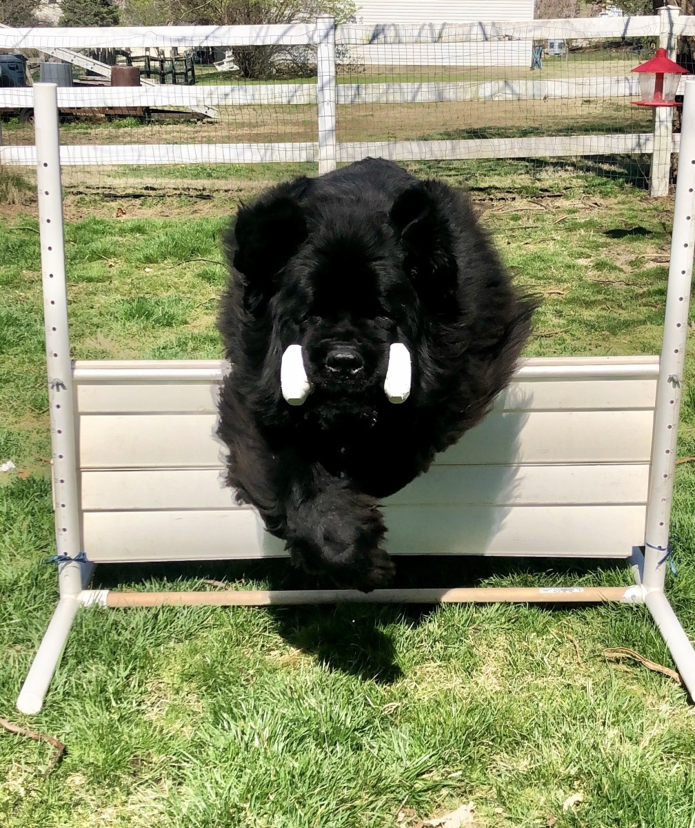 Teaching Your Dog A Good Retrieve - HubPages