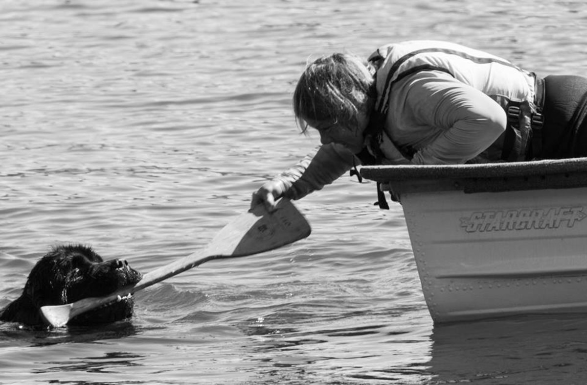 Teaching Your Dog A Good Retrieve - HubPages