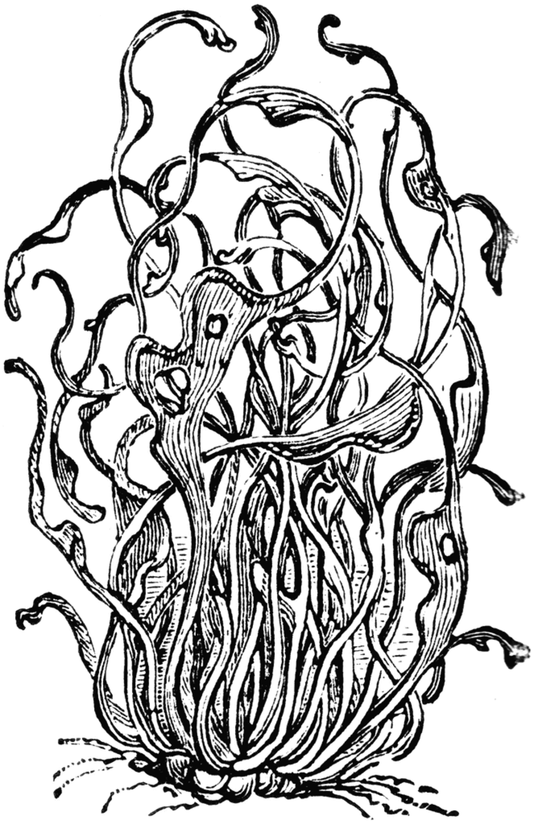 Dye Plants II: The Atlantic Purple Wonder Archil lichen Roccella ...