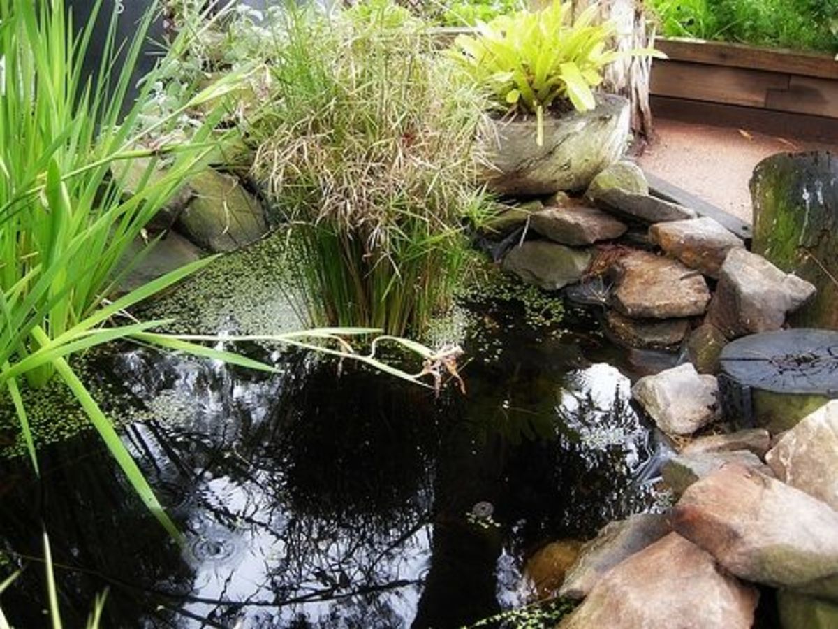 Build a Classroom Frog Pond - HubPages