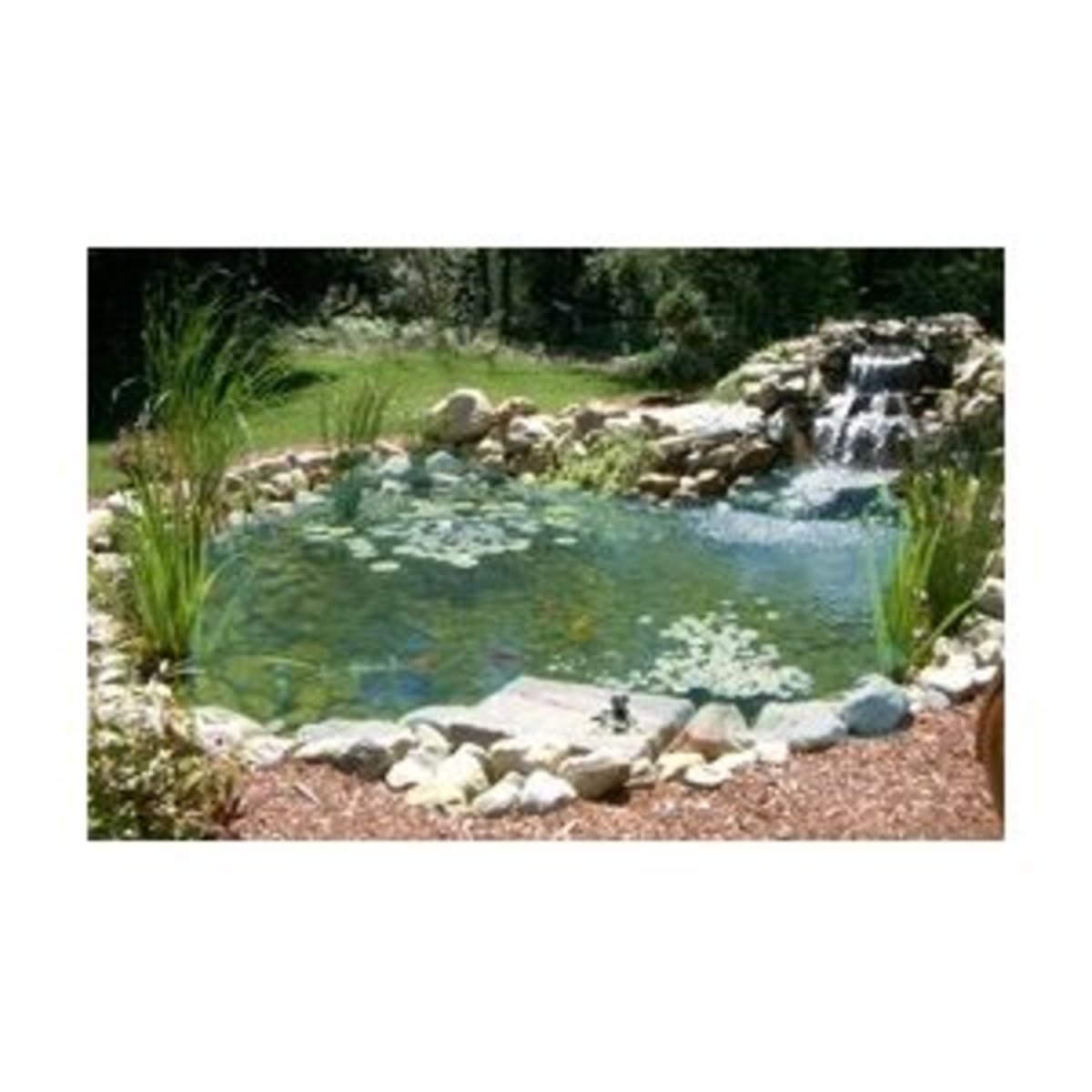 Build a Classroom Frog Pond - HubPages