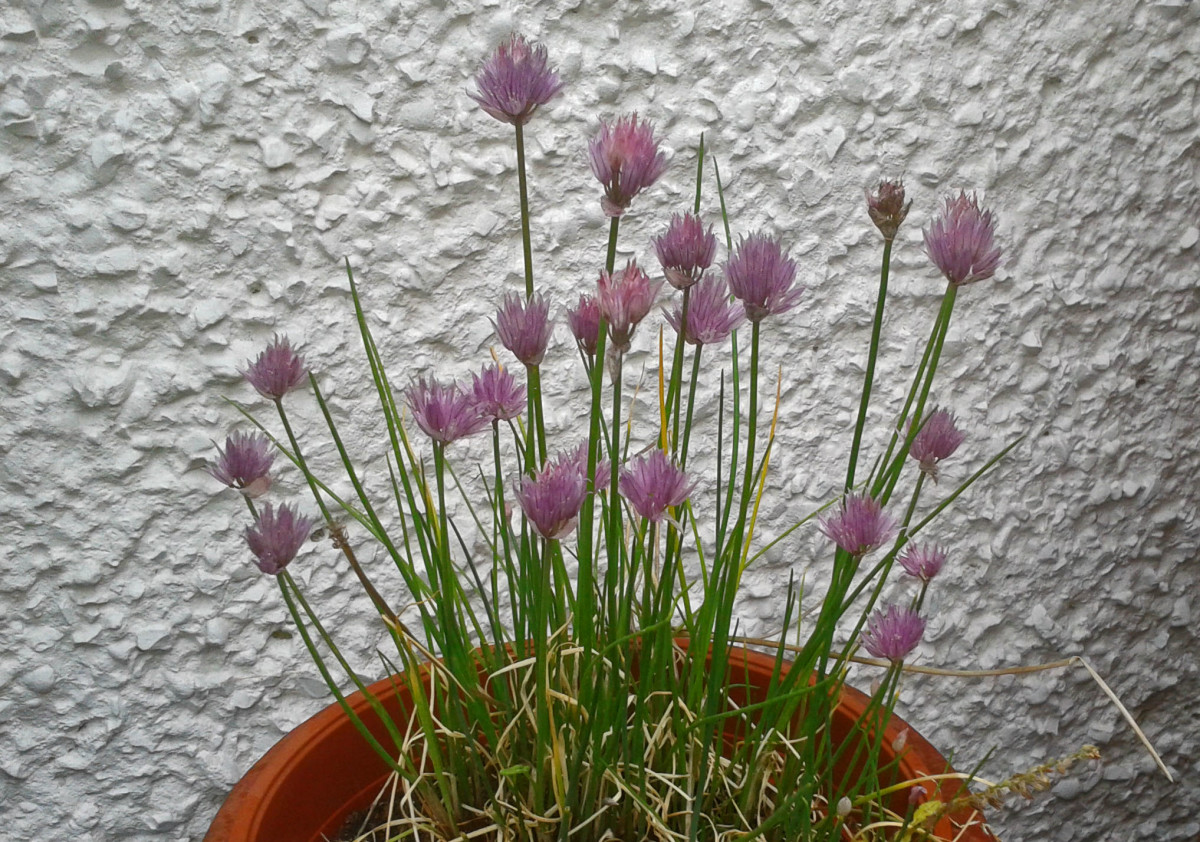 Purple Flowers and Mauve Flowers in the Garden For Color Co-Ordination ...