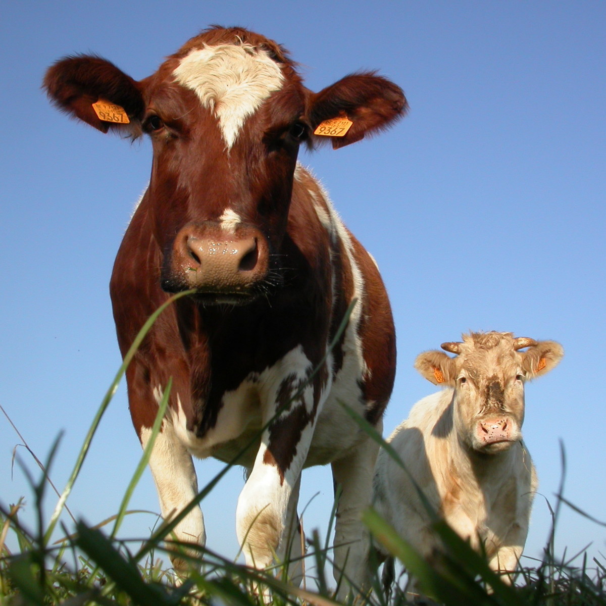 Photography From an Ant's Point of View - HubPages