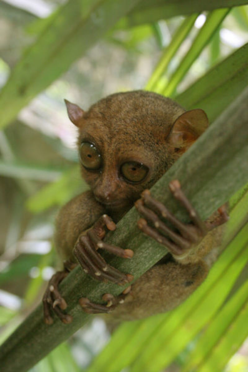 Philippine Tarsiers, the Suicidal Primates - HubPages