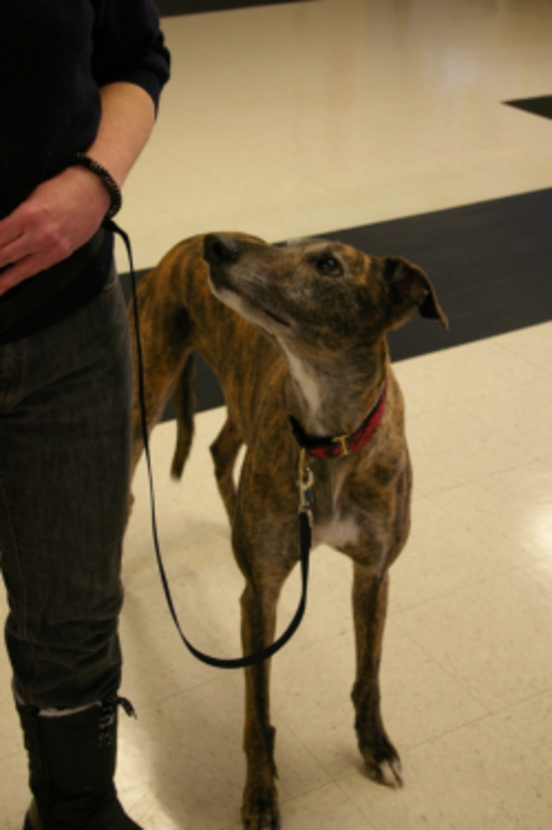 Retired Racing Greyhounds - HubPages