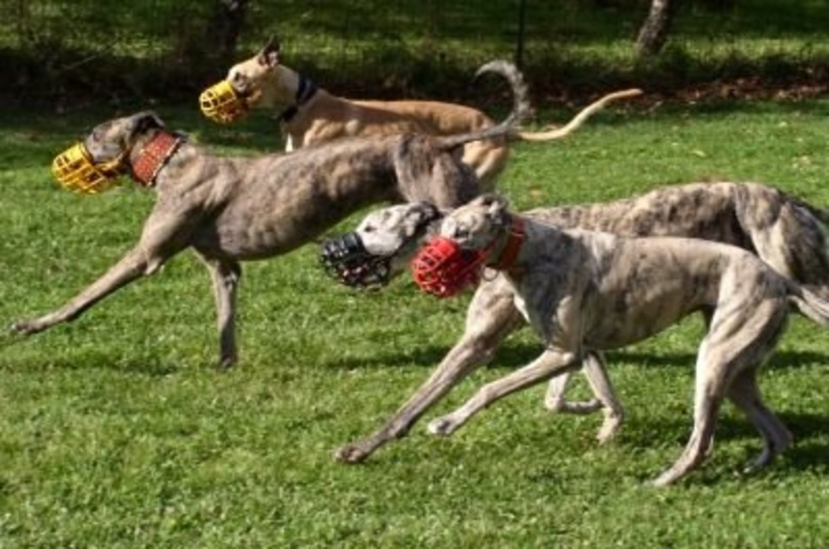 Retired Racing Greyhounds - HubPages