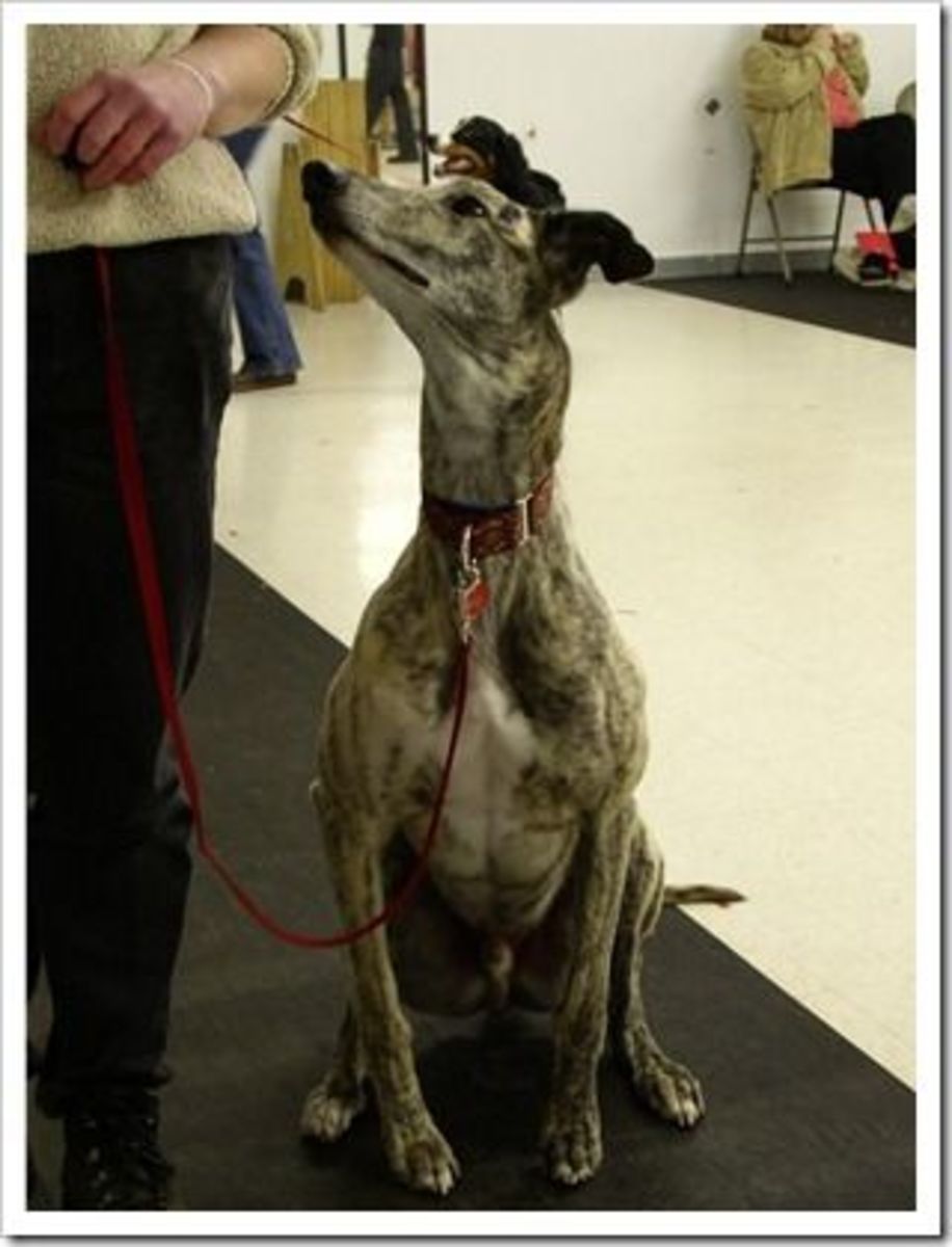 Retired Racing Greyhounds - HubPages