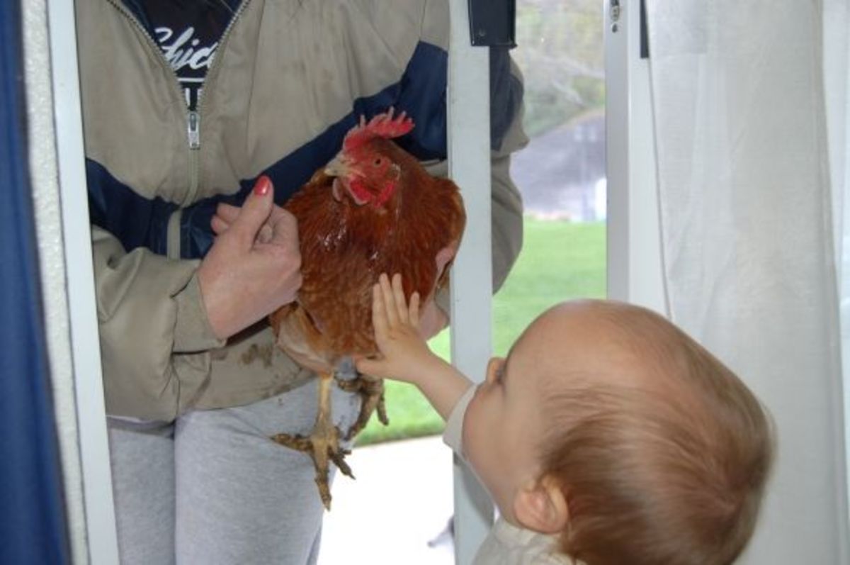 Chickens as House Pets - HubPages