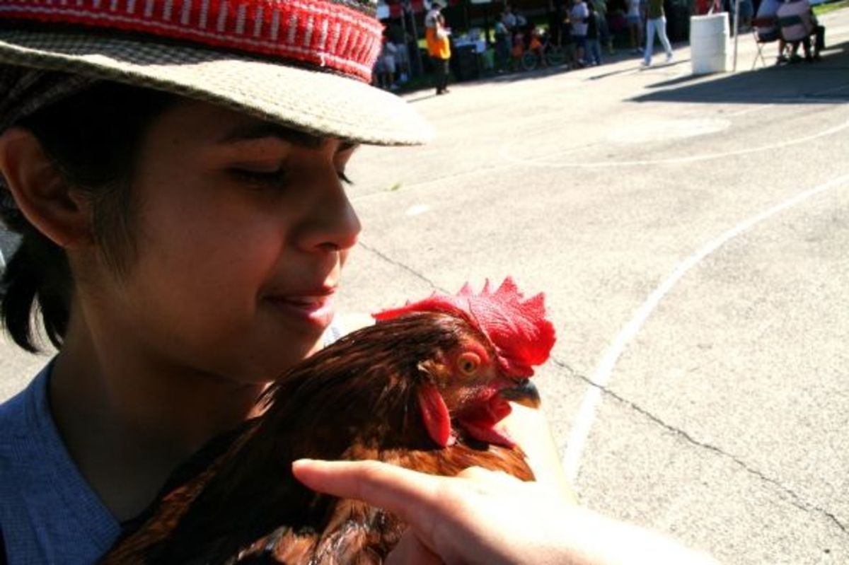 Chickens as House Pets - HubPages