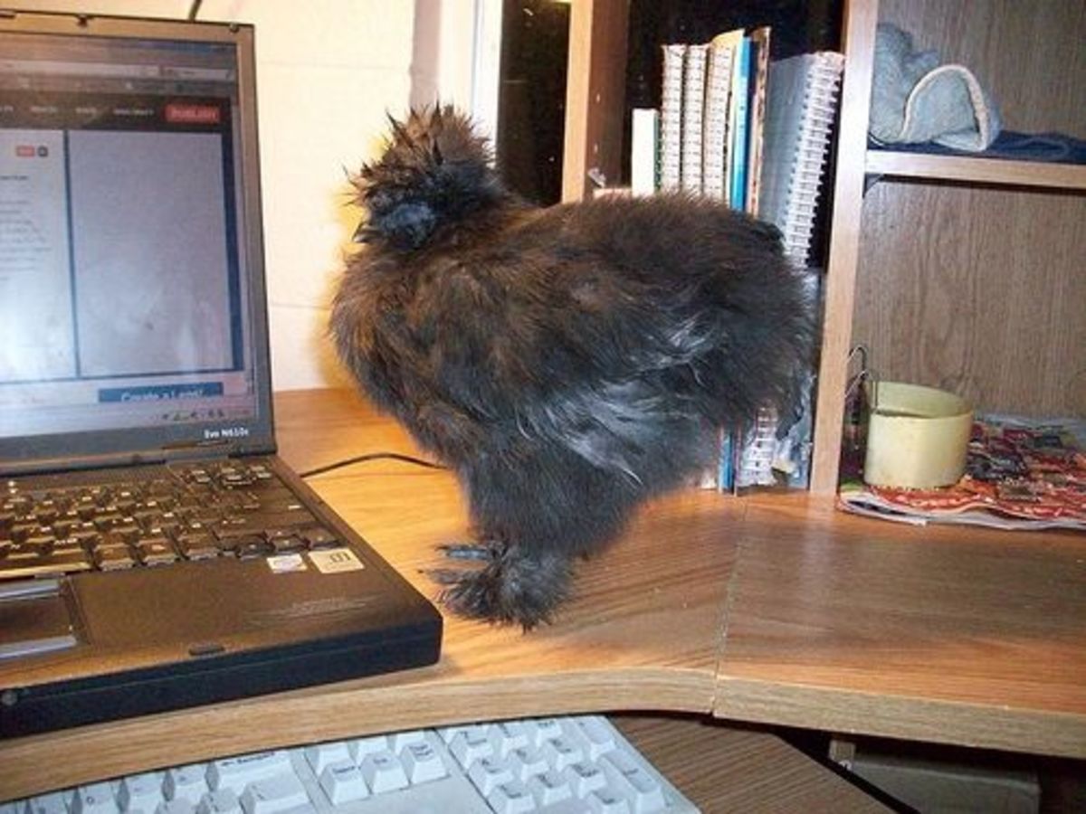 Chickens as House Pets - HubPages