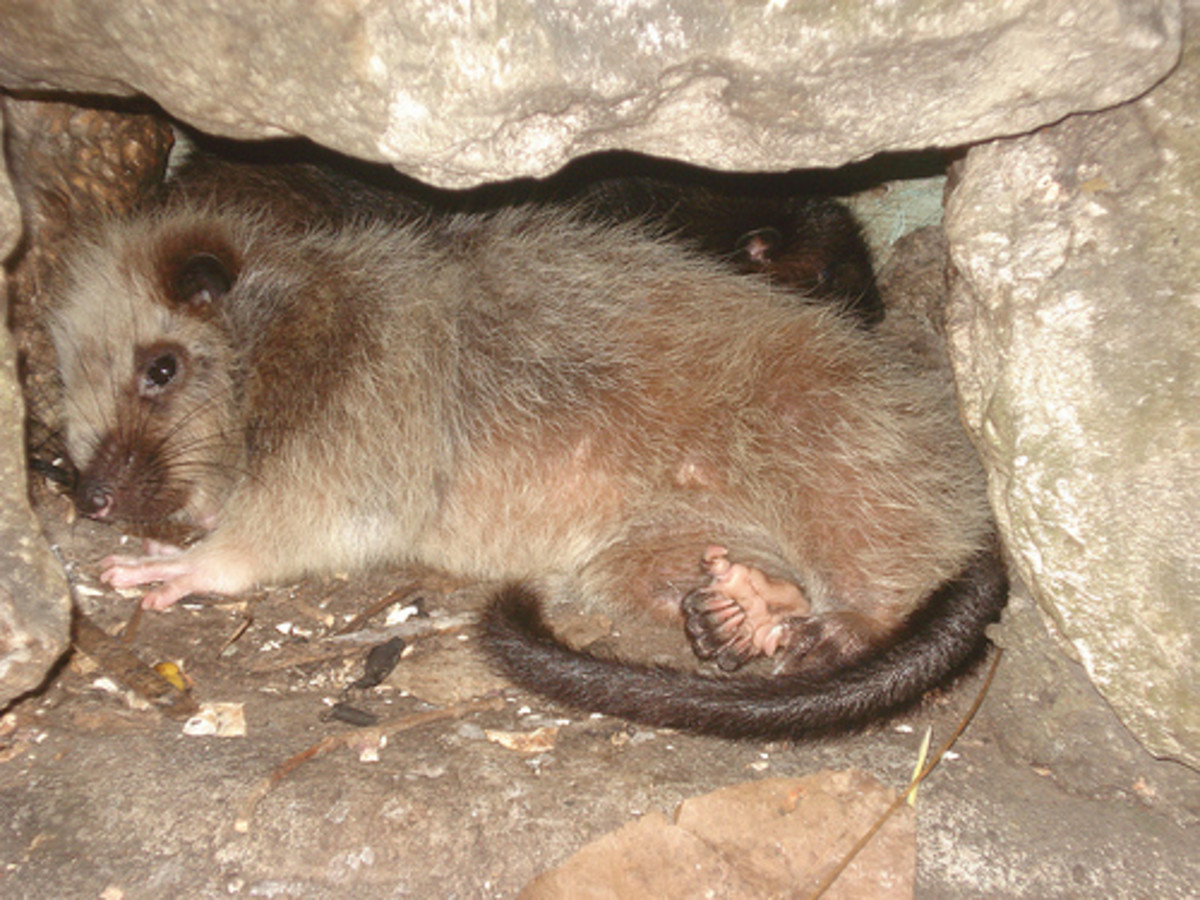 Manila Zoo in the Philippines - HubPages