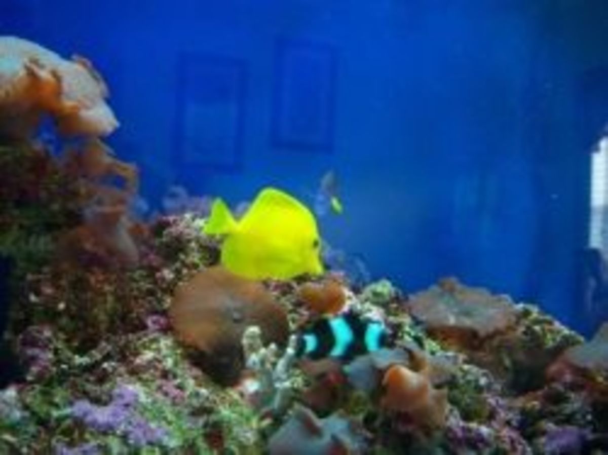 Marine Salt Water Reef - HubPages