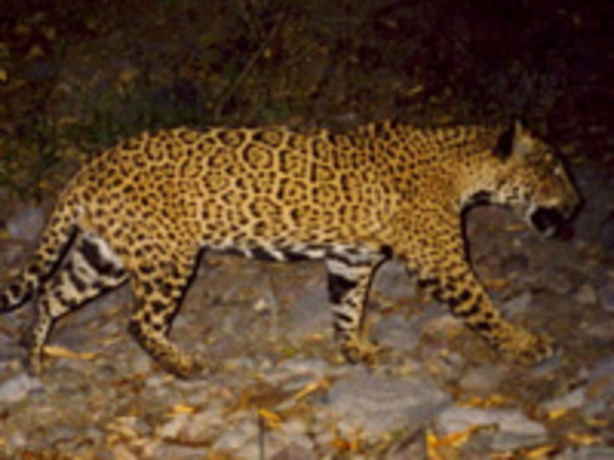 Mexico's Wilderness Provides a Safe Haven for Several Species of "Big ...