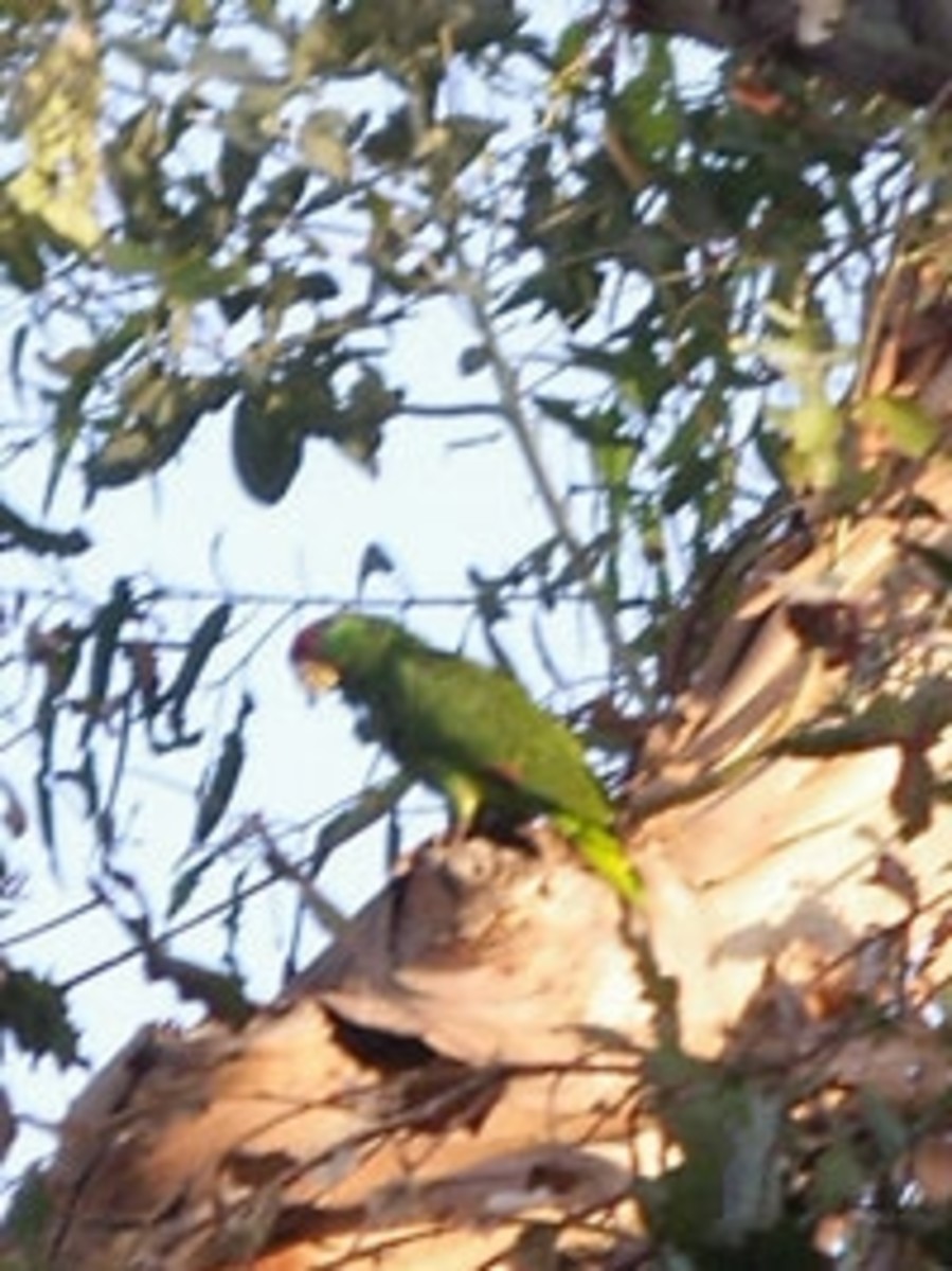 Wild Parrots of Southern California: Red-Crowned Parrots - HubPages