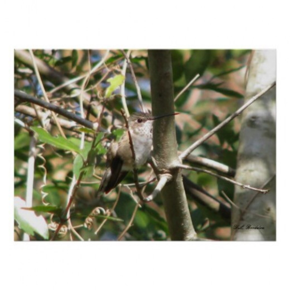 Fall Hummingbirds - HubPages