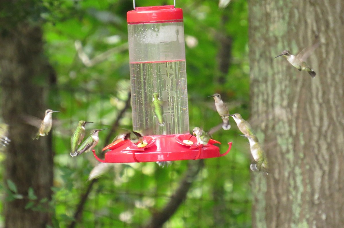 Fall Hummingbirds - HubPages