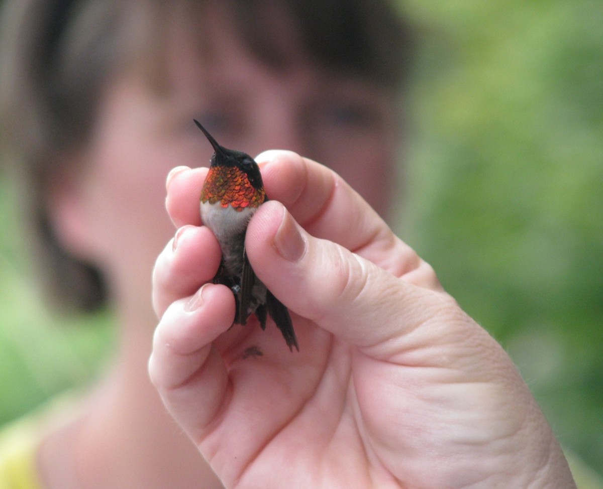 Fall Hummingbirds - HubPages