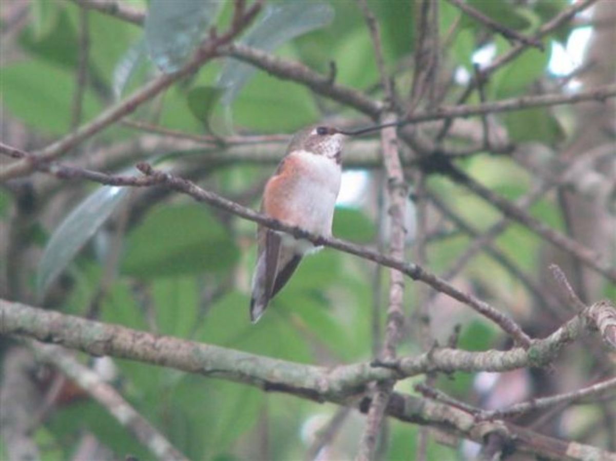 Fall Hummingbirds - HubPages