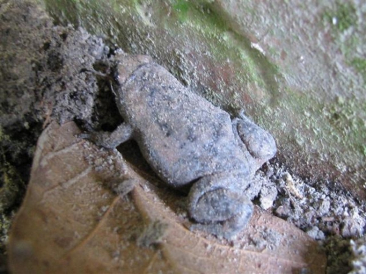 Toads of Louisiana - HubPages