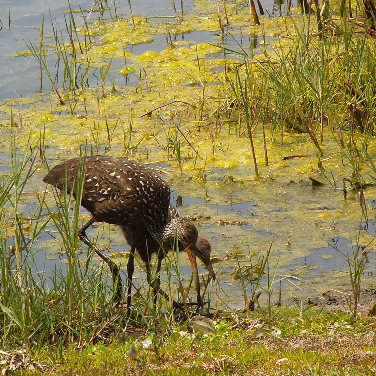 Limpkin Chicks - HubPages