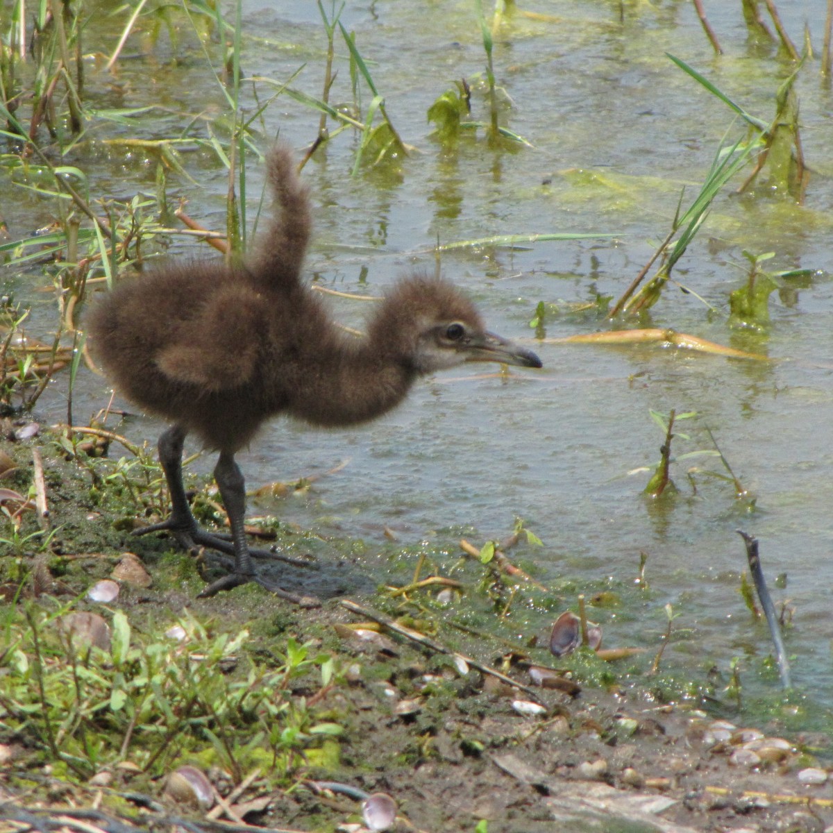 Limpkin Chicks - HubPages