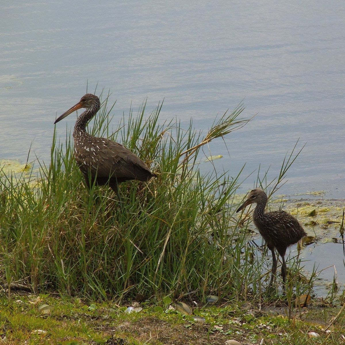 Limpkin Chicks - HubPages
