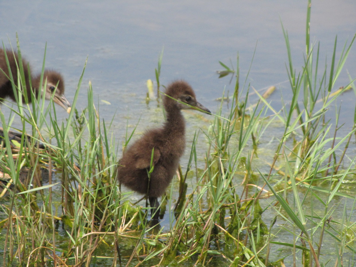 Limpkin Chicks - HubPages