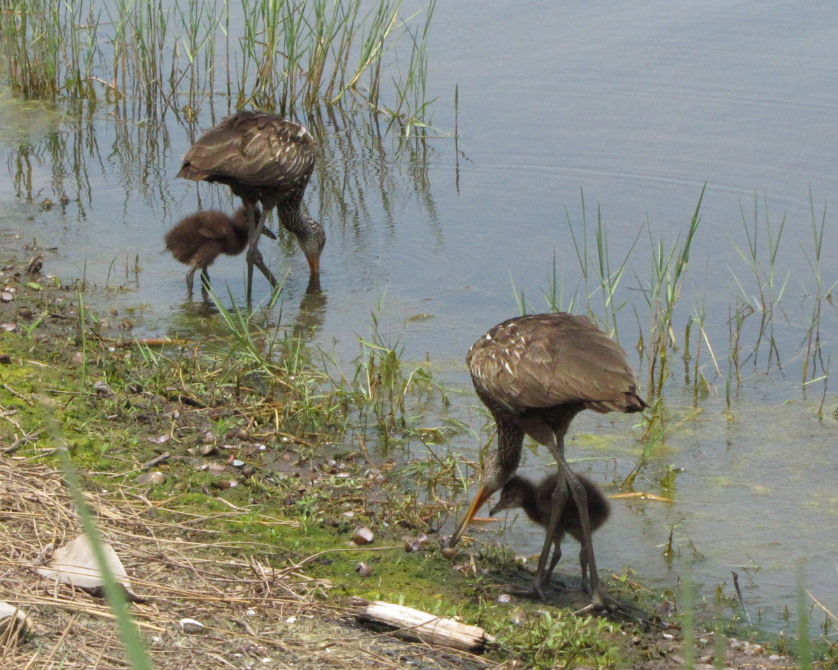 Limpkin Chicks - HubPages