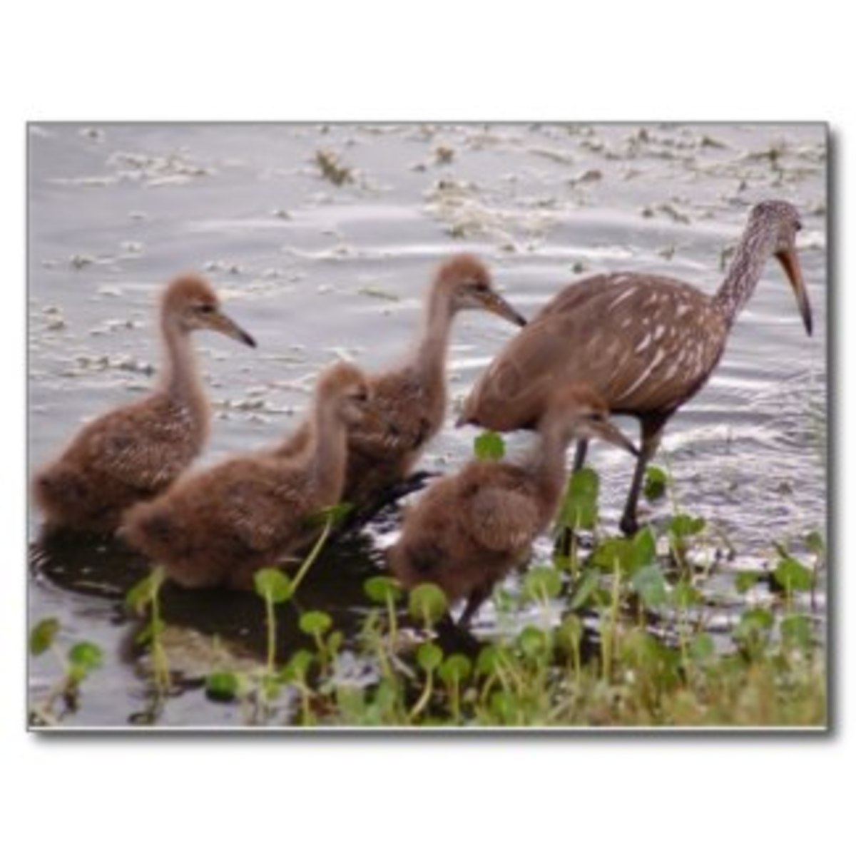 Limpkin Chicks - HubPages