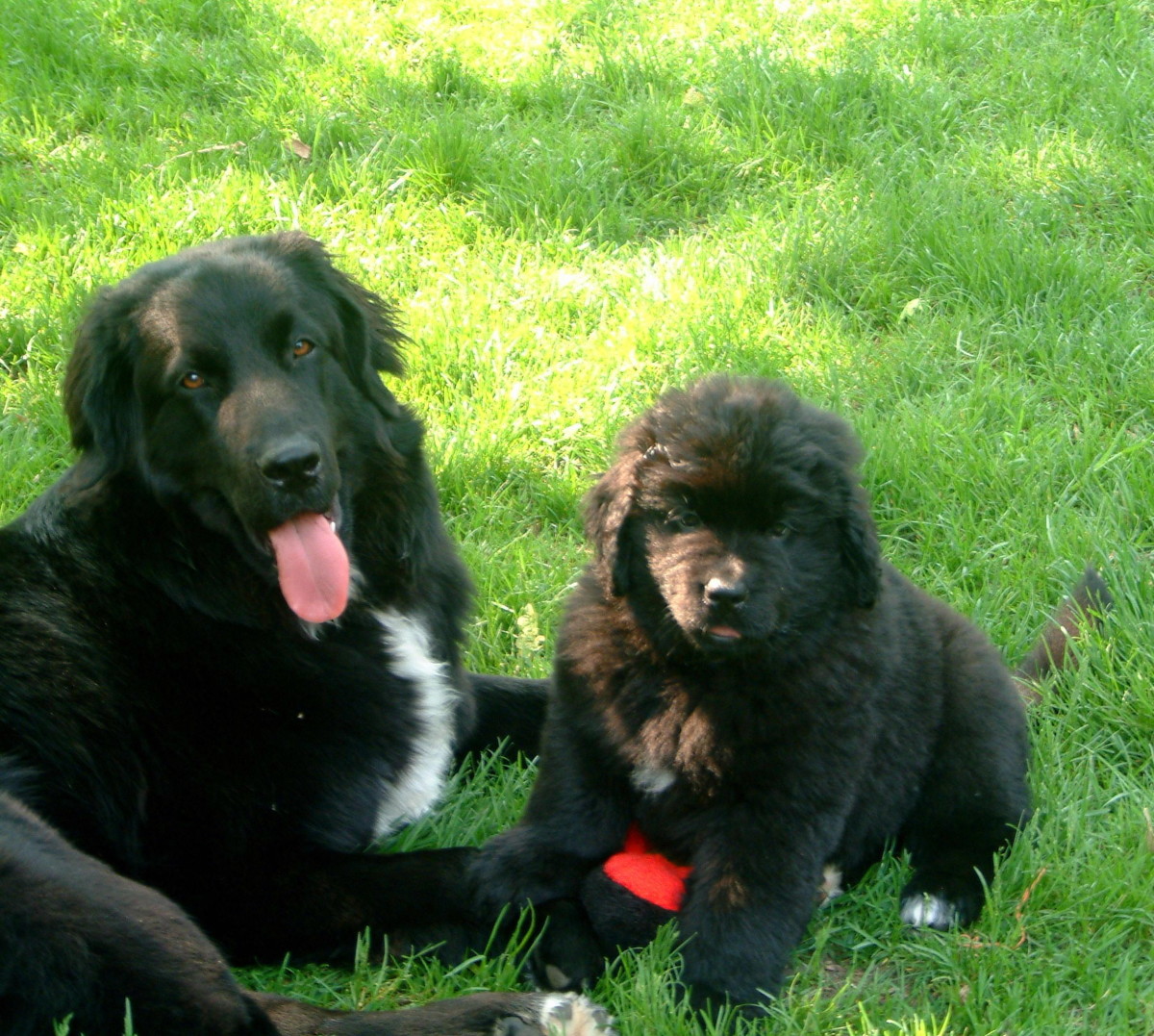 Newfoundland Dogs Make Great Family Pets - HubPages