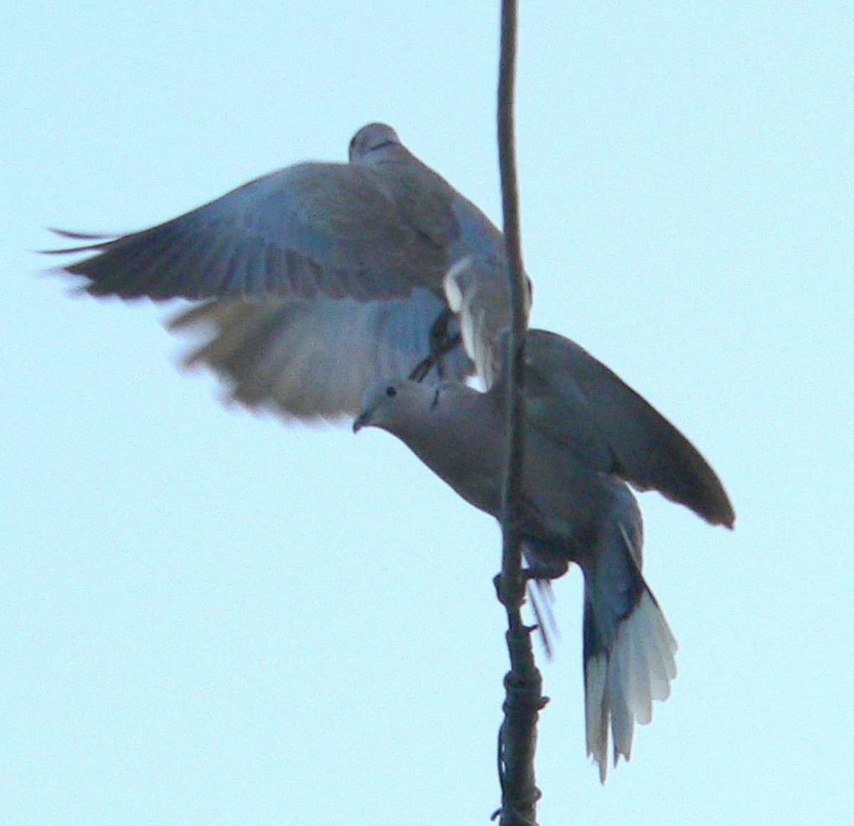 How do birds mate? Pictures of dove (pigeon family) mating - HubPages