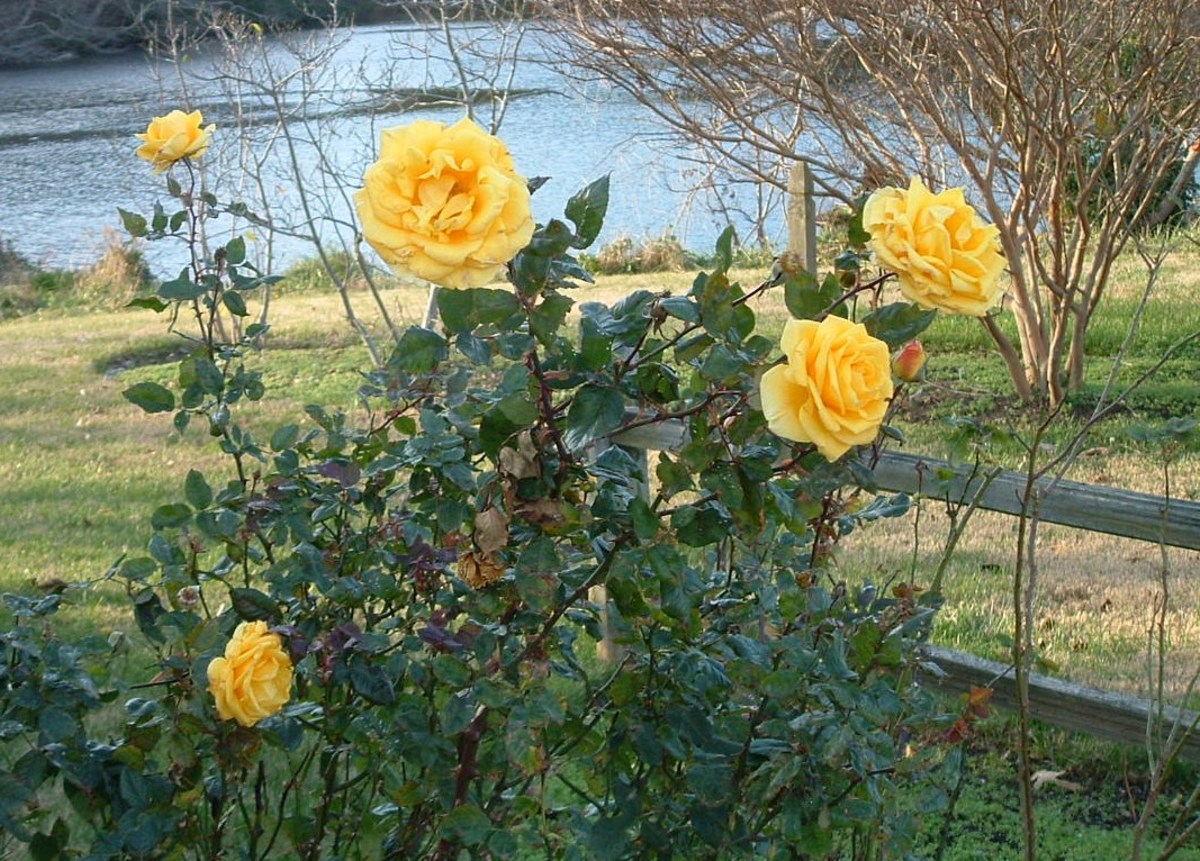 Roses in Pictures, Poetry, Song, Literature and Famous Quotes - HubPages